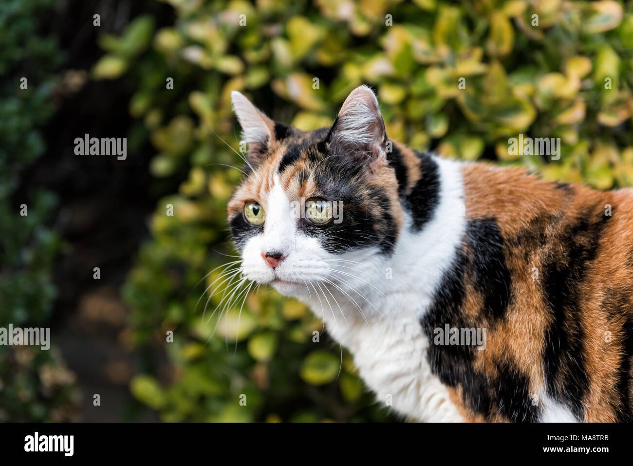 Calico Cats Outside