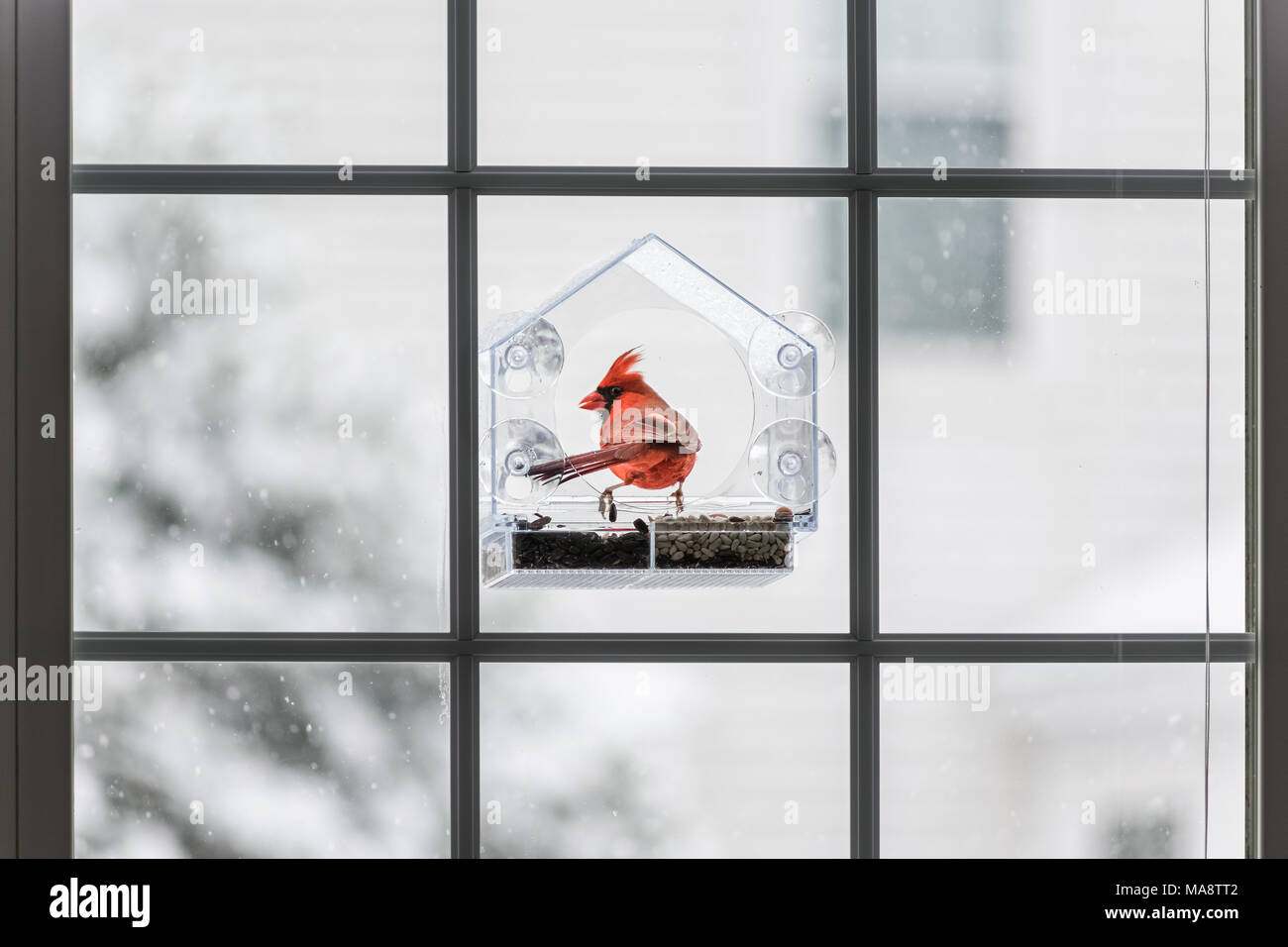 One male red northern cardinal, Cardinalis, bird sitting perched on ...