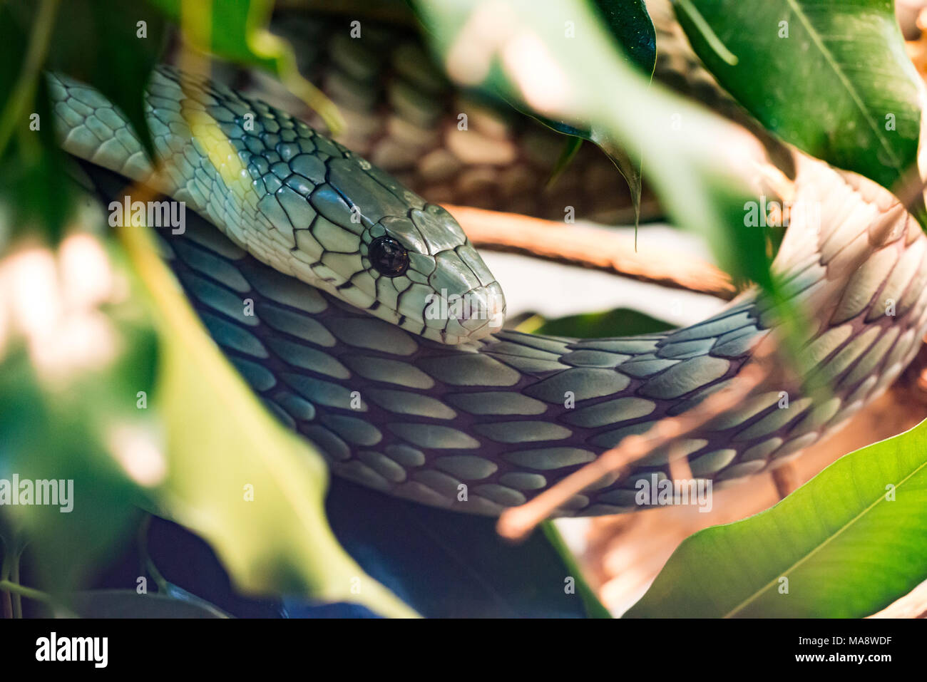 Higlly venomous snake of the elapids family: the mamba Stock Photo - Alamy