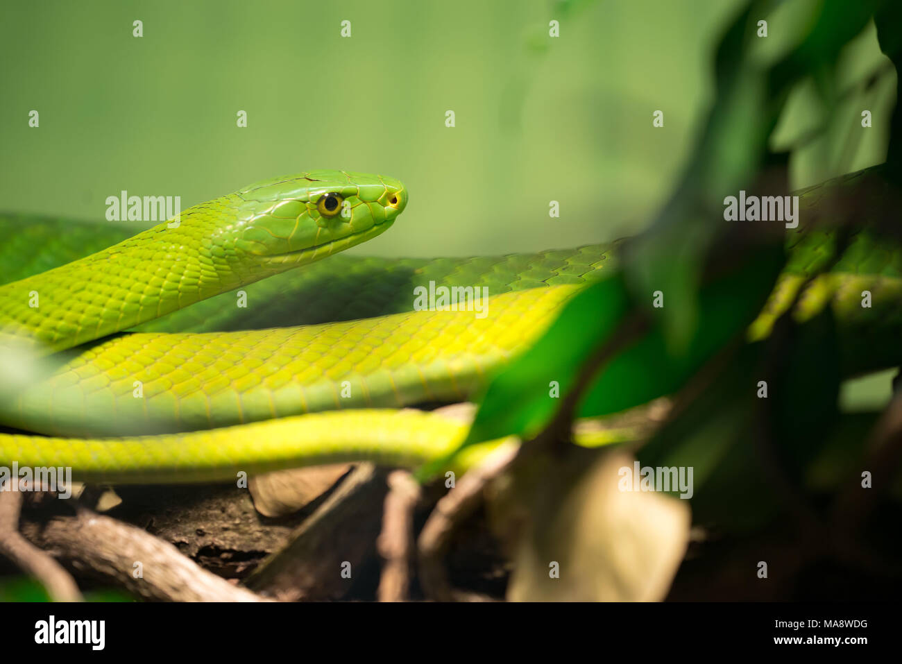 Higlly venomous snake of the elapids family: the mamba Stock Photo - Alamy