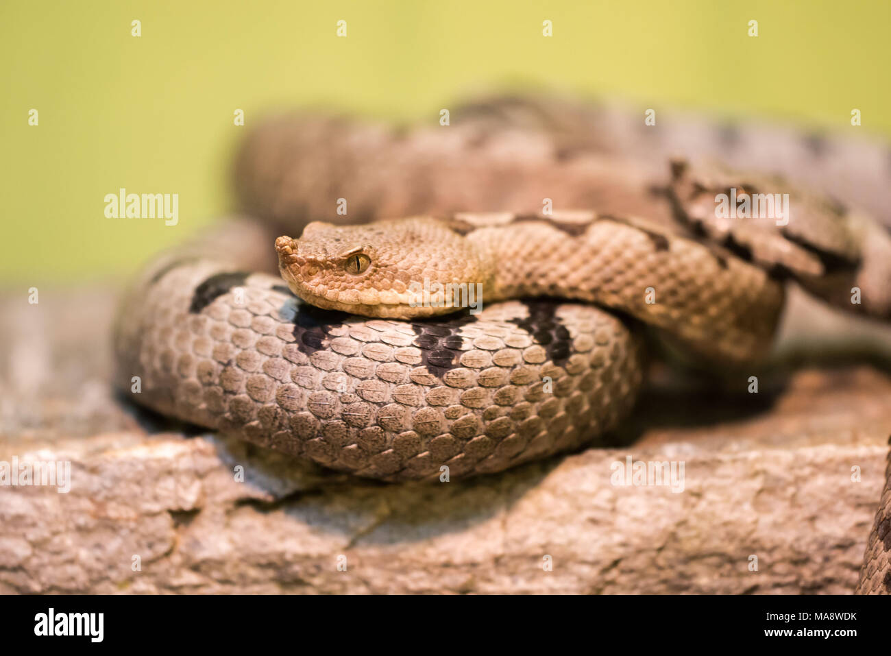 Vipera transcaucasiana is a venomous viper species Stock Photo - Alamy