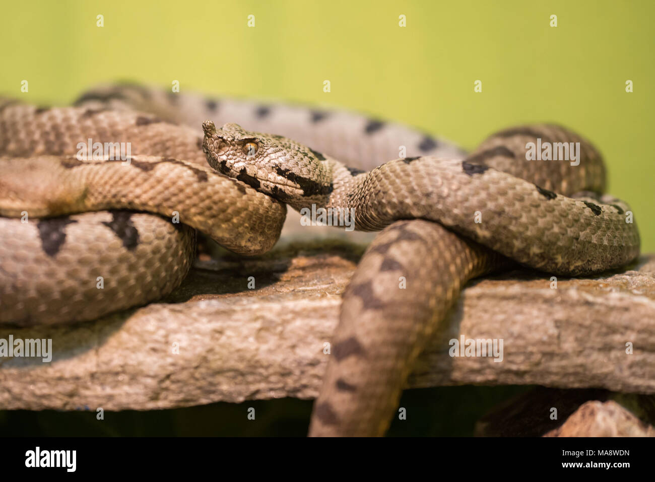 Vipera transcaucasiana is a venomous viper species Stock Photo - Alamy