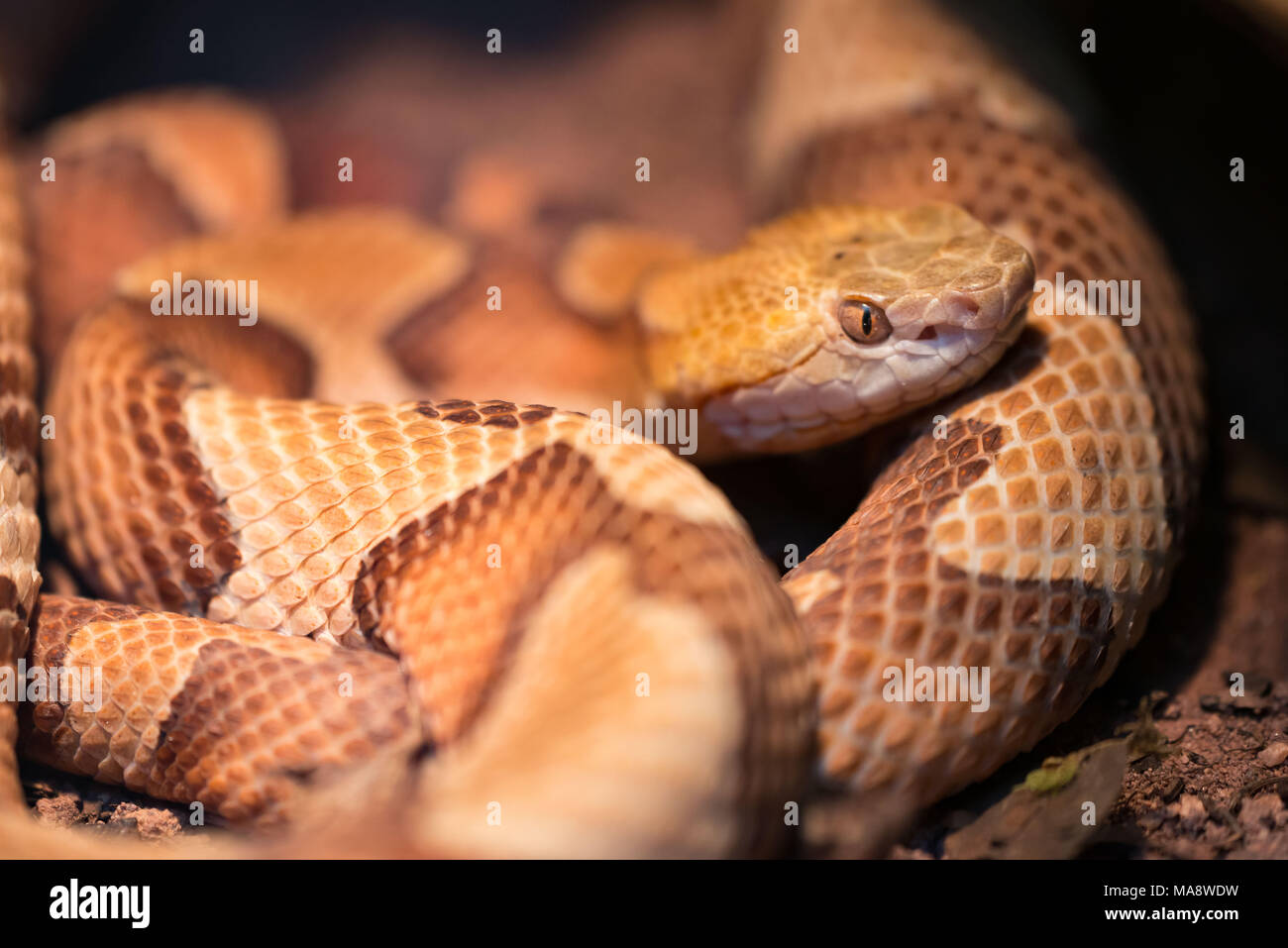 Eastern copperhead hi-res stock photography and images - Alamy