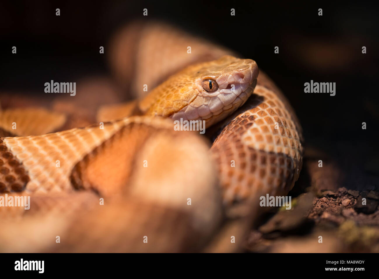 Eastern copperhead hi-res stock photography and images - Alamy