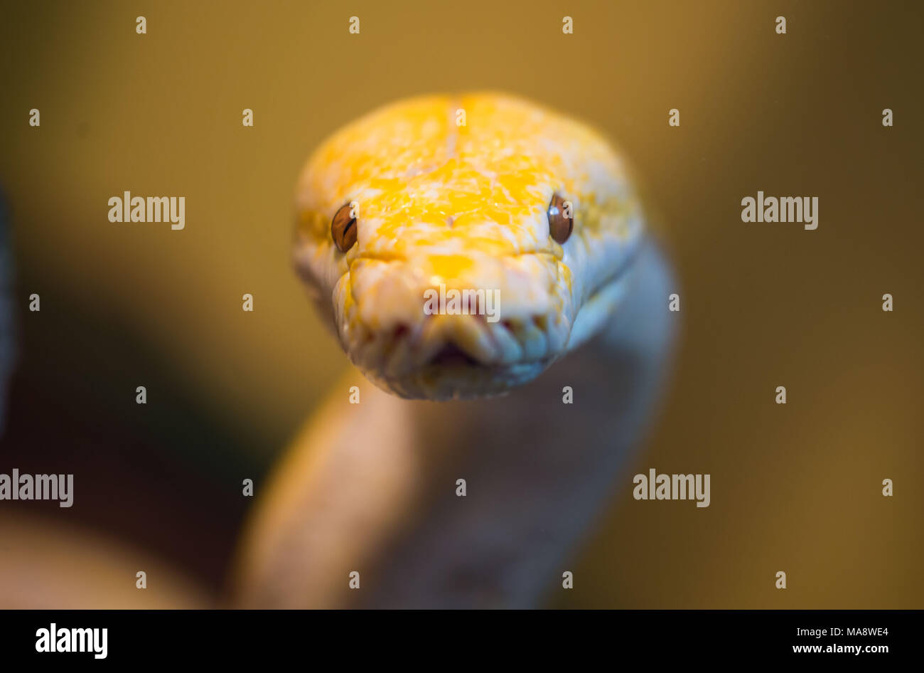 Worlds longest snakes hi-res stock photography and images - Alamy