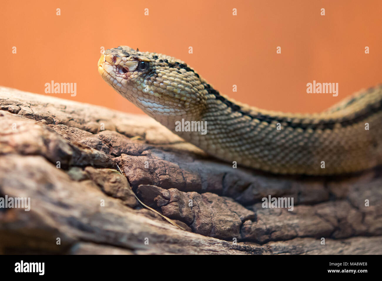 Rattlesnakes are a group of venomous snakes of the genera Crotalus ...