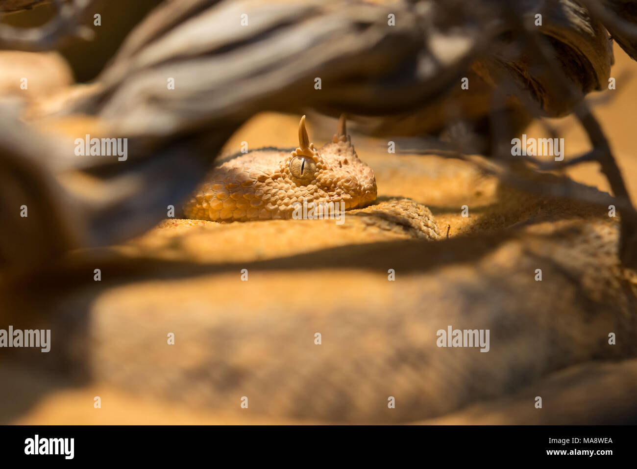 Desert horned viper hi-res stock photography and images - Alamy