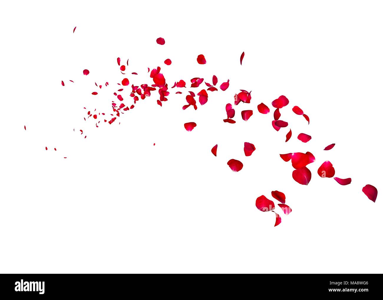 The petals of a dark red rose fly far into the distance. White isolated ...