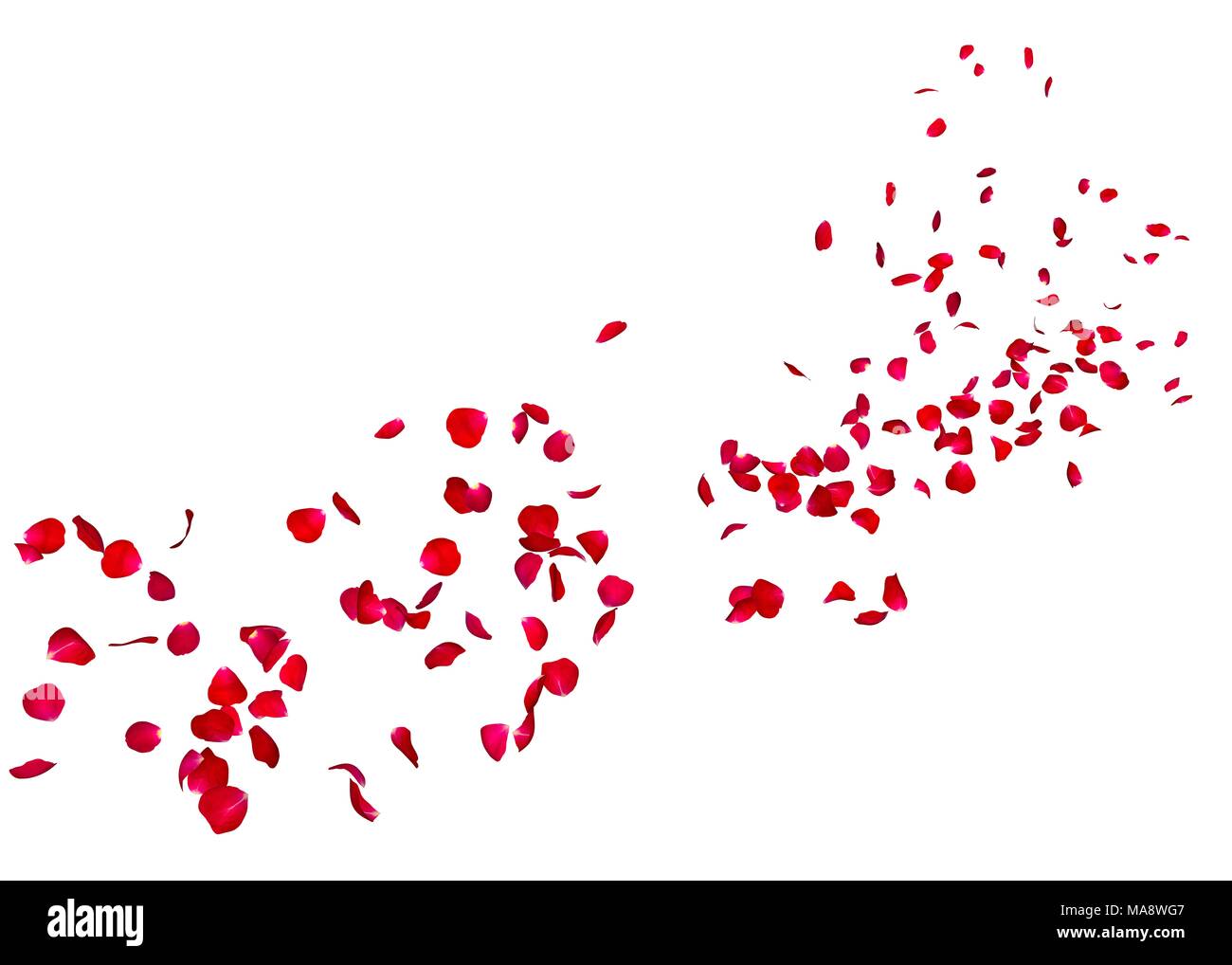 The petals of a dark red rose fly far into the distance. White isolated ...