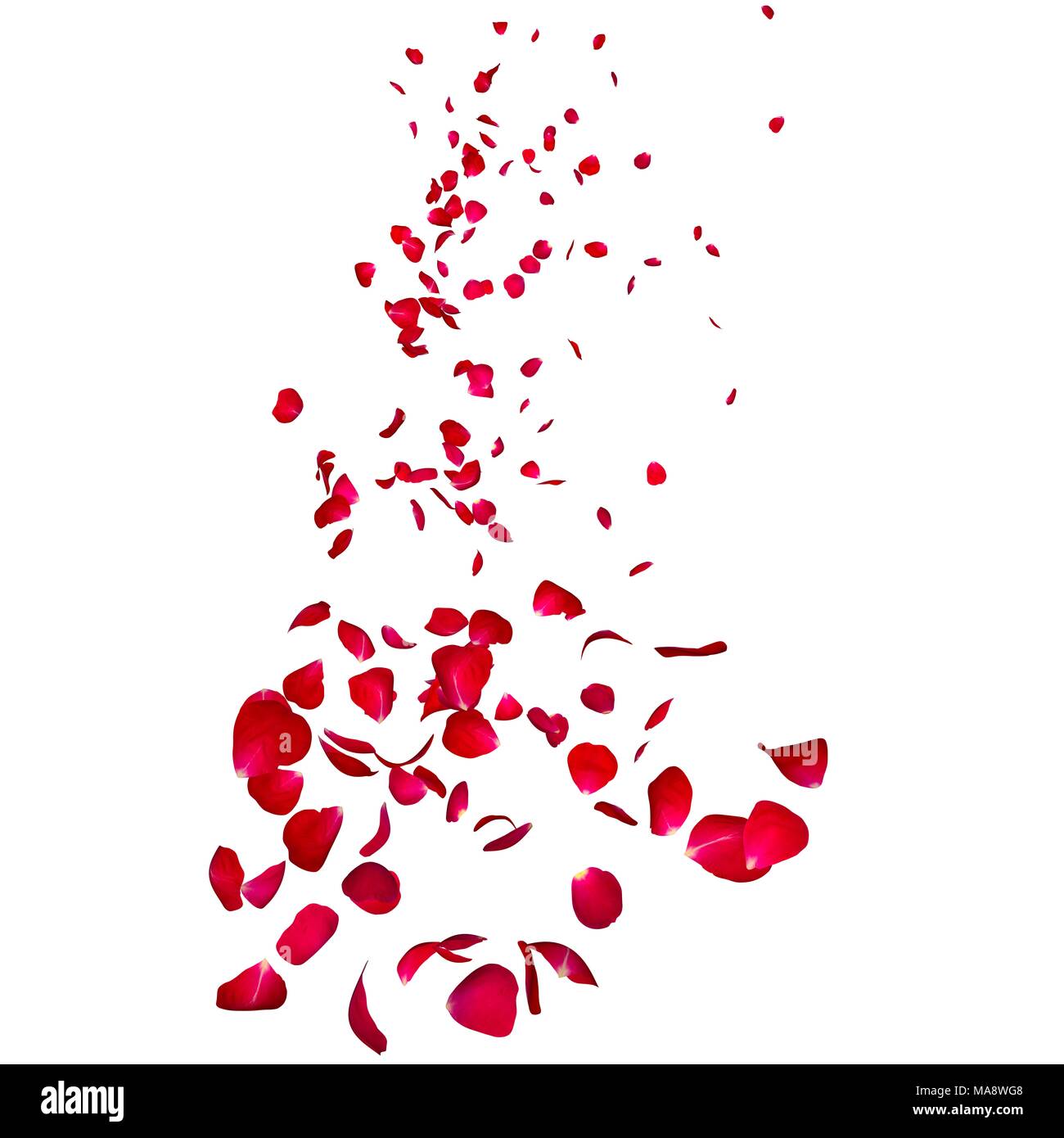 The petals of a dark red rose fly far into the distance. White isolated ...