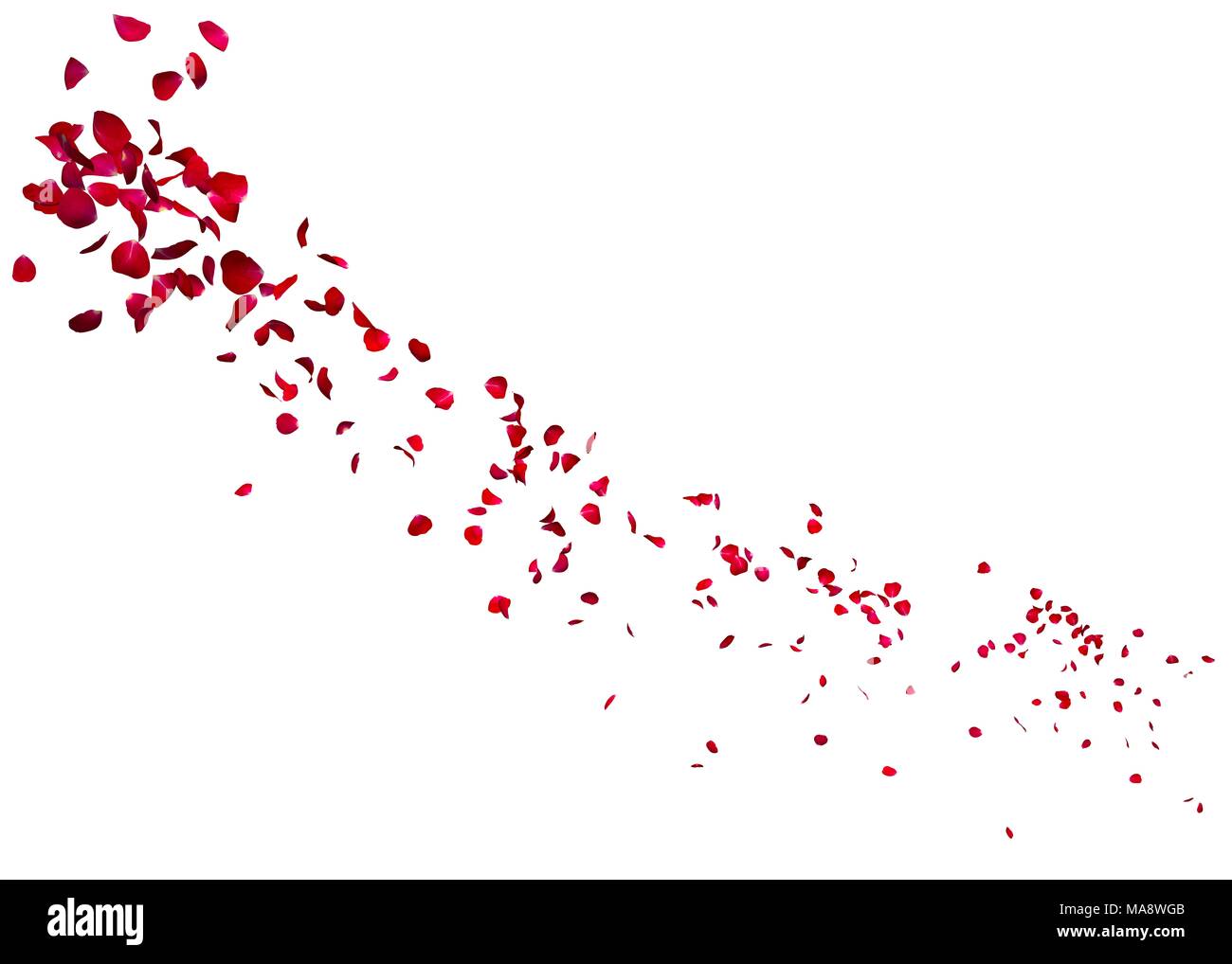 The petals of a dark red rose fly far into the distance. White isolated ...