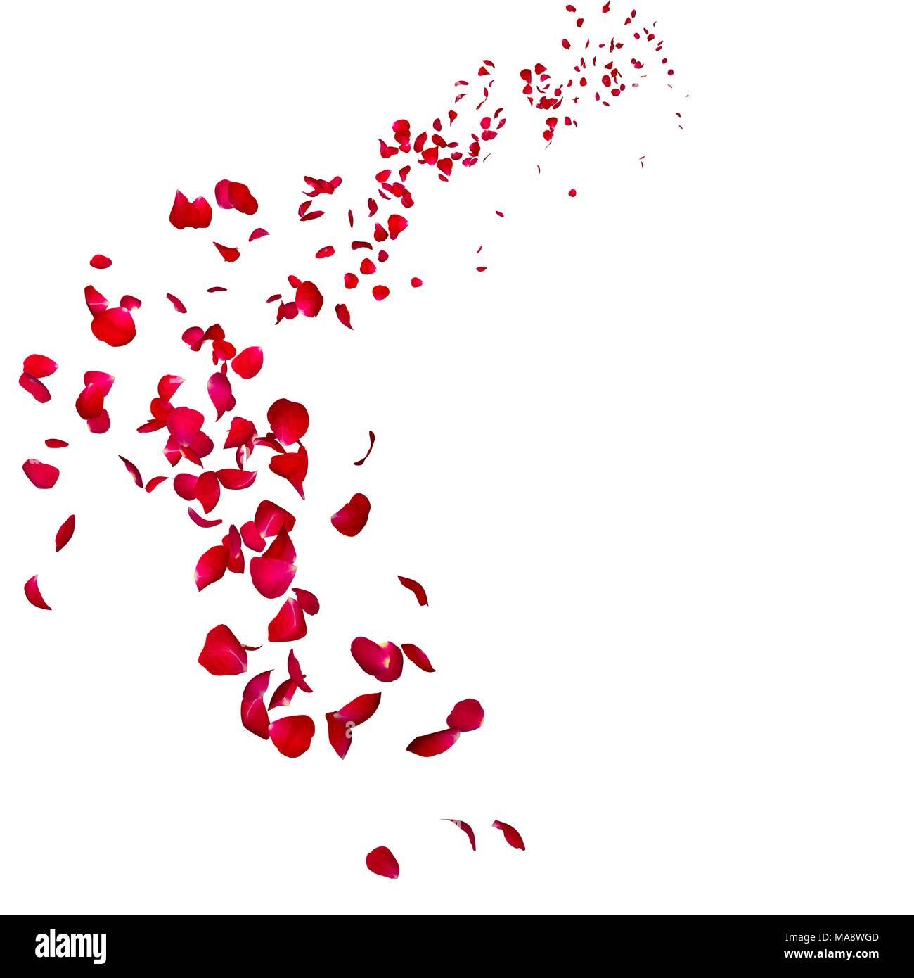 The petals of a dark red rose fly far into the distance. White isolated ...