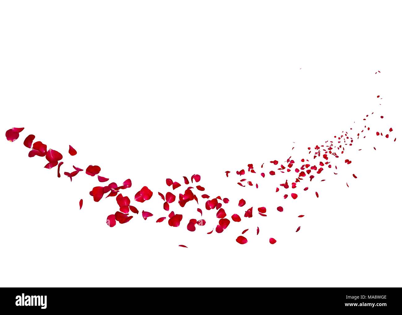 The petals of a dark red rose fly far into the distance. White isolated ...