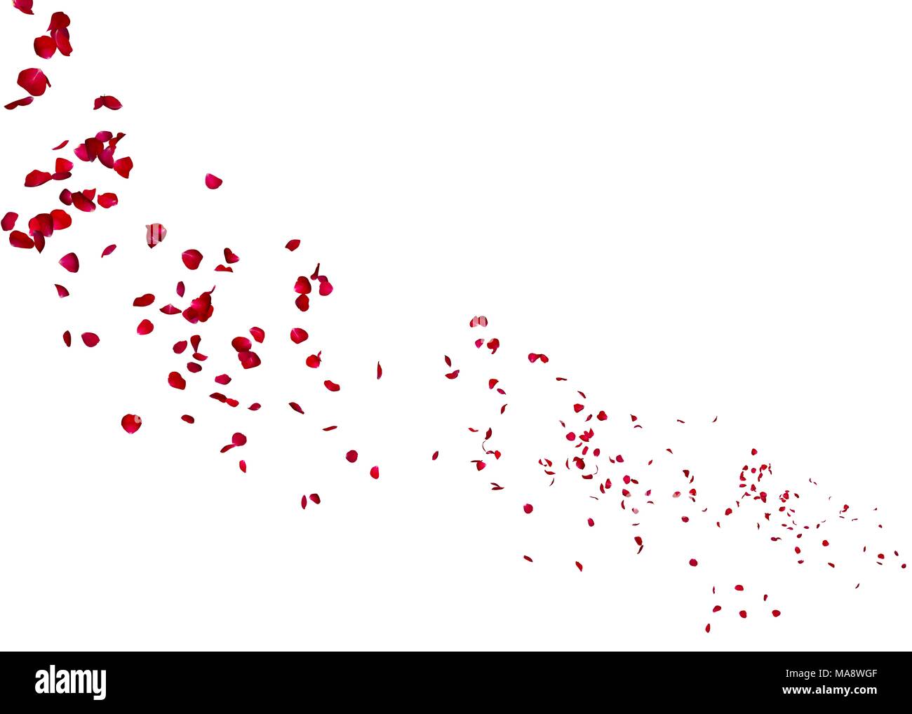 The petals of a dark red rose fly far into the distance. White isolated ...
