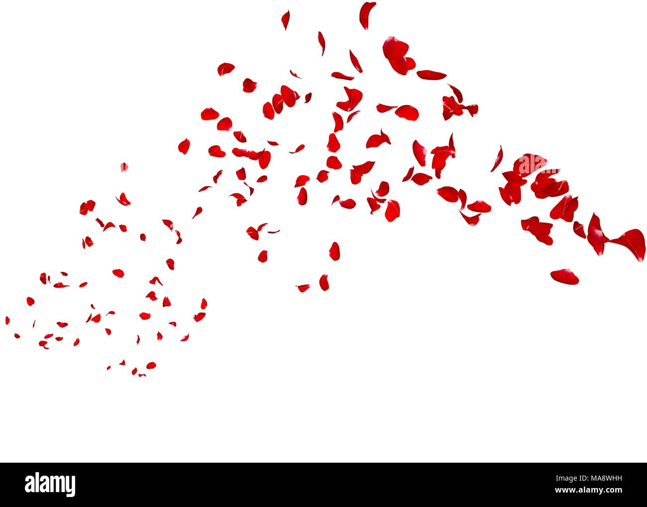 The petals of a dark red rose fly far into the distance. White isolated ...
