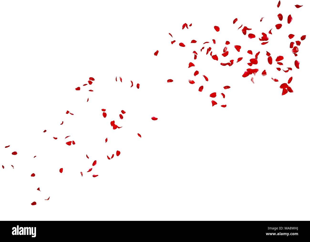 The petals of a dark red rose fly far into the distance. White isolated ...