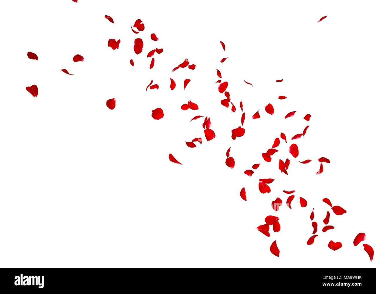 The petals of a dark red rose fly far into the distance. White isolated ...