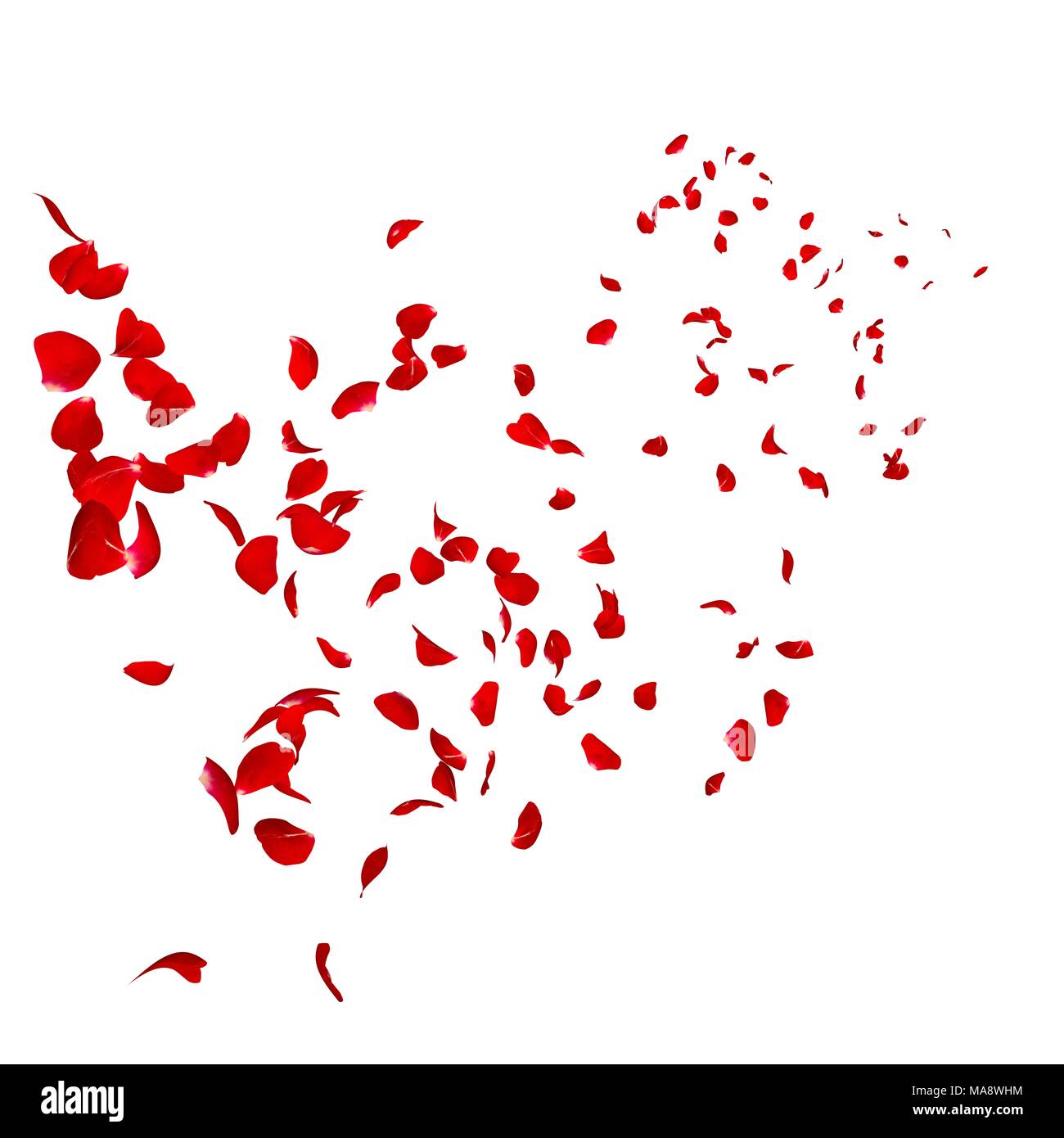 The petals of a dark red rose fly far into the distance. White isolated ...