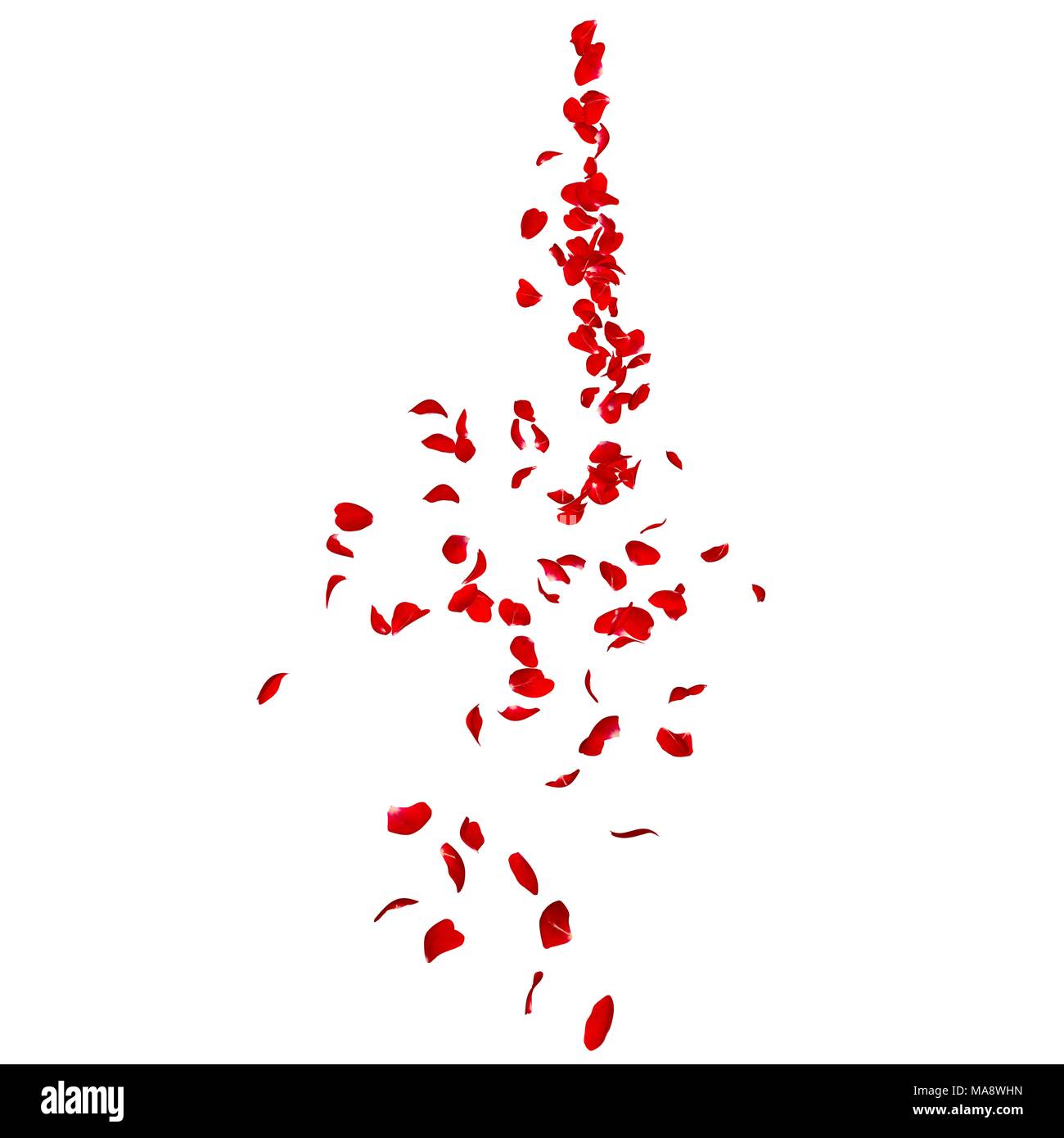 The petals of a dark red rose fly far into the distance. White isolated ...