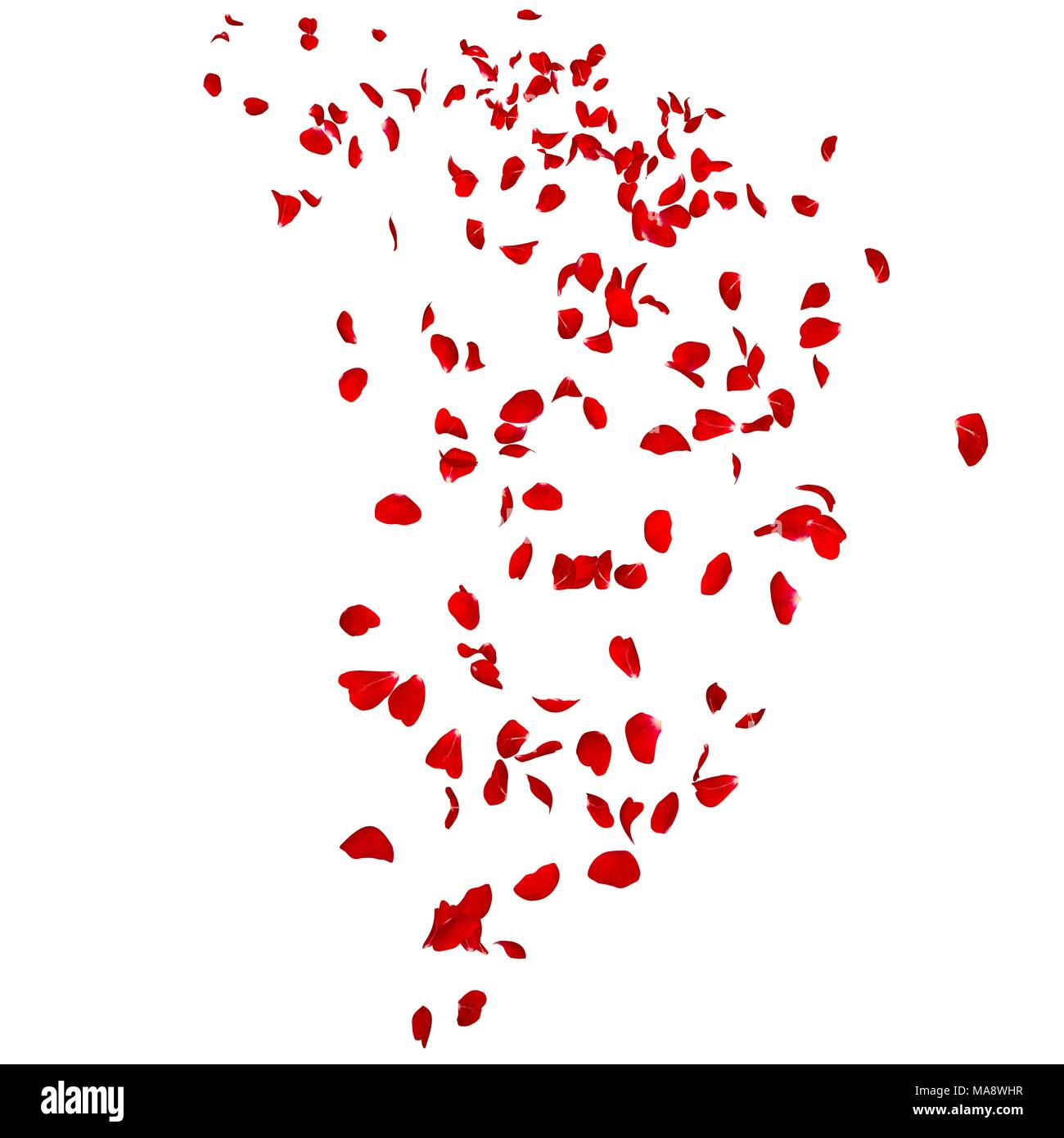 The petals of a dark red rose fly far into the distance. White isolated ...