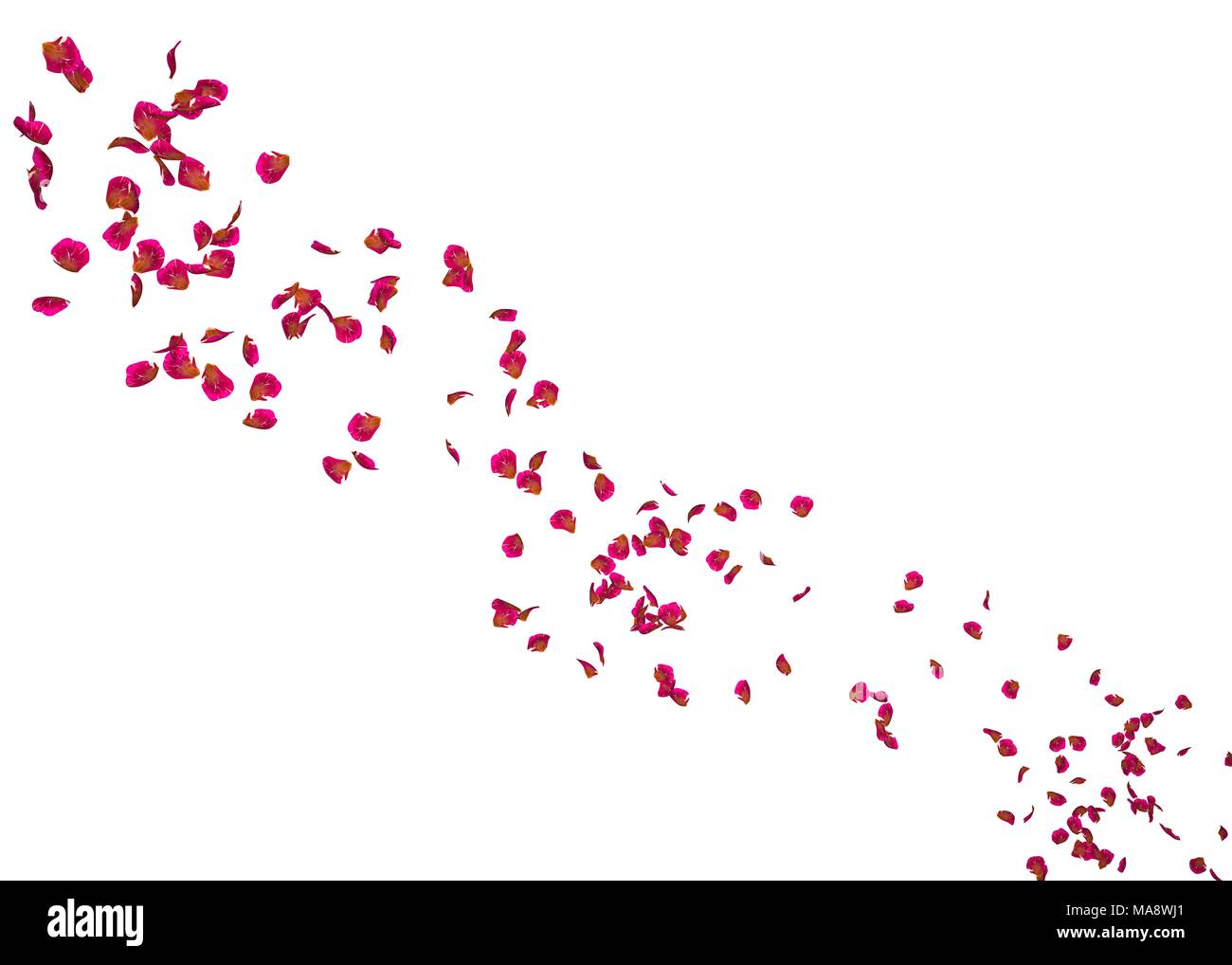 The petals of a red rose fly far into the distance. White isolated ...