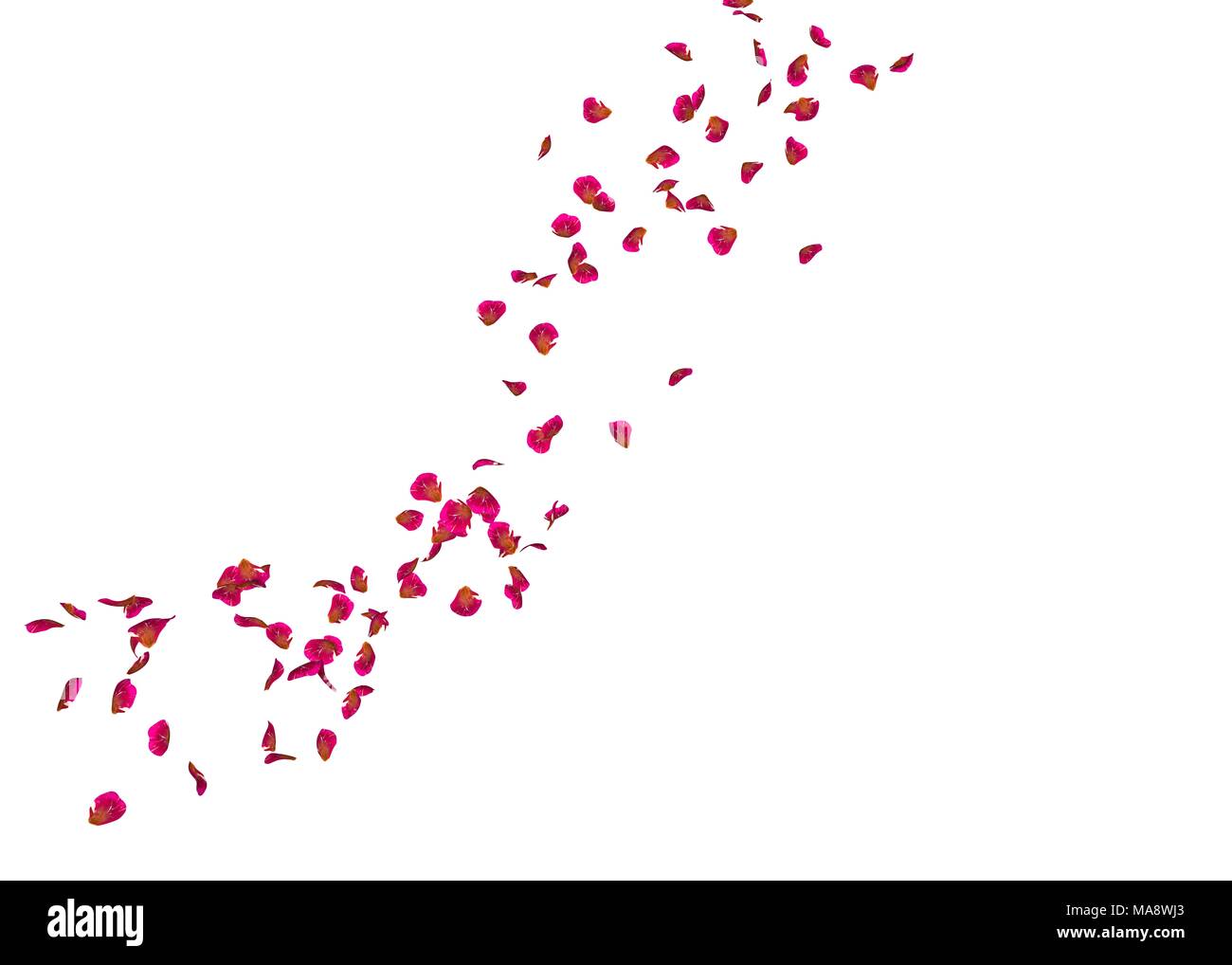 The petals of a red rose fly far into the distance. White isolated ...