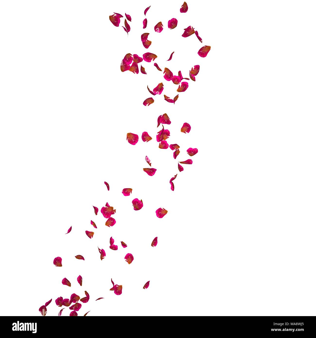 The petals of a red rose fly far into the distance. White isolated ...