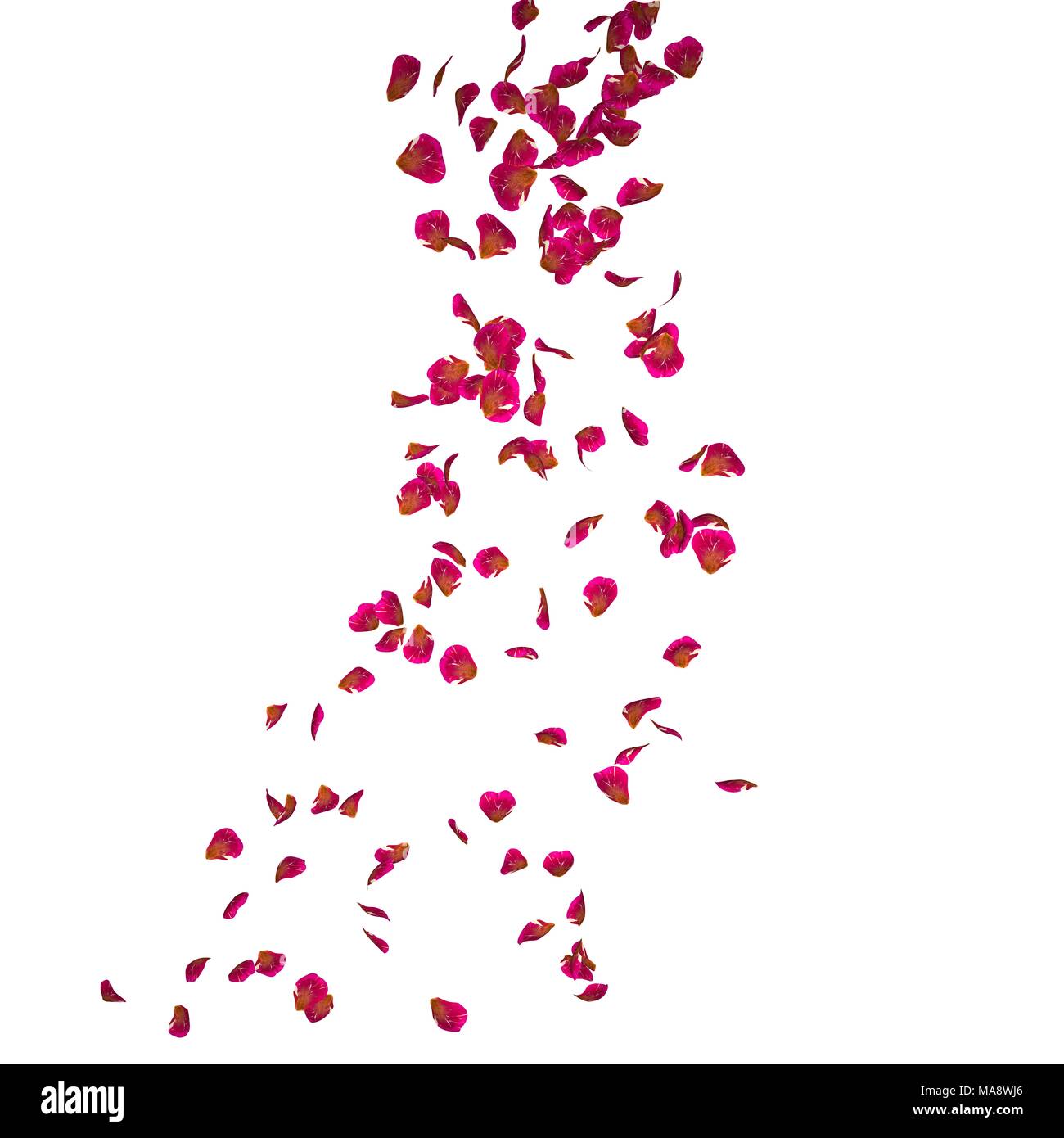 The petals of a red rose fly far into the distance. White isolated ...