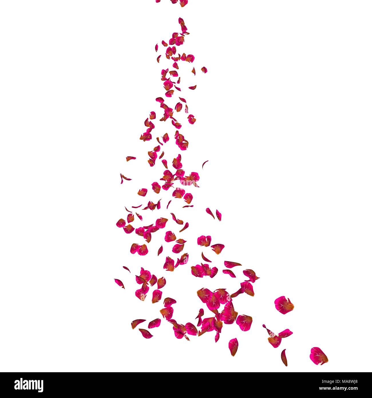 The petals of a red rose fly far into the distance. White isolated ...