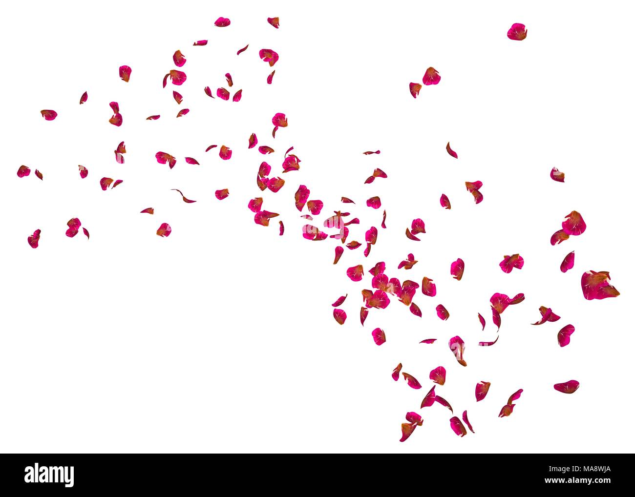 The petals of a red rose fly far into the distance. White isolated ...