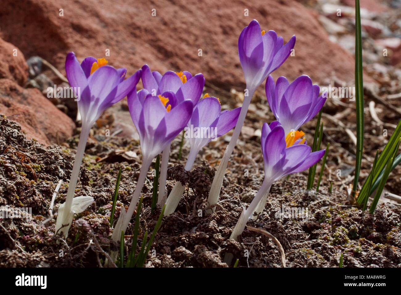 Species Crocus High Resolution Stock Photography and Images - Alamy