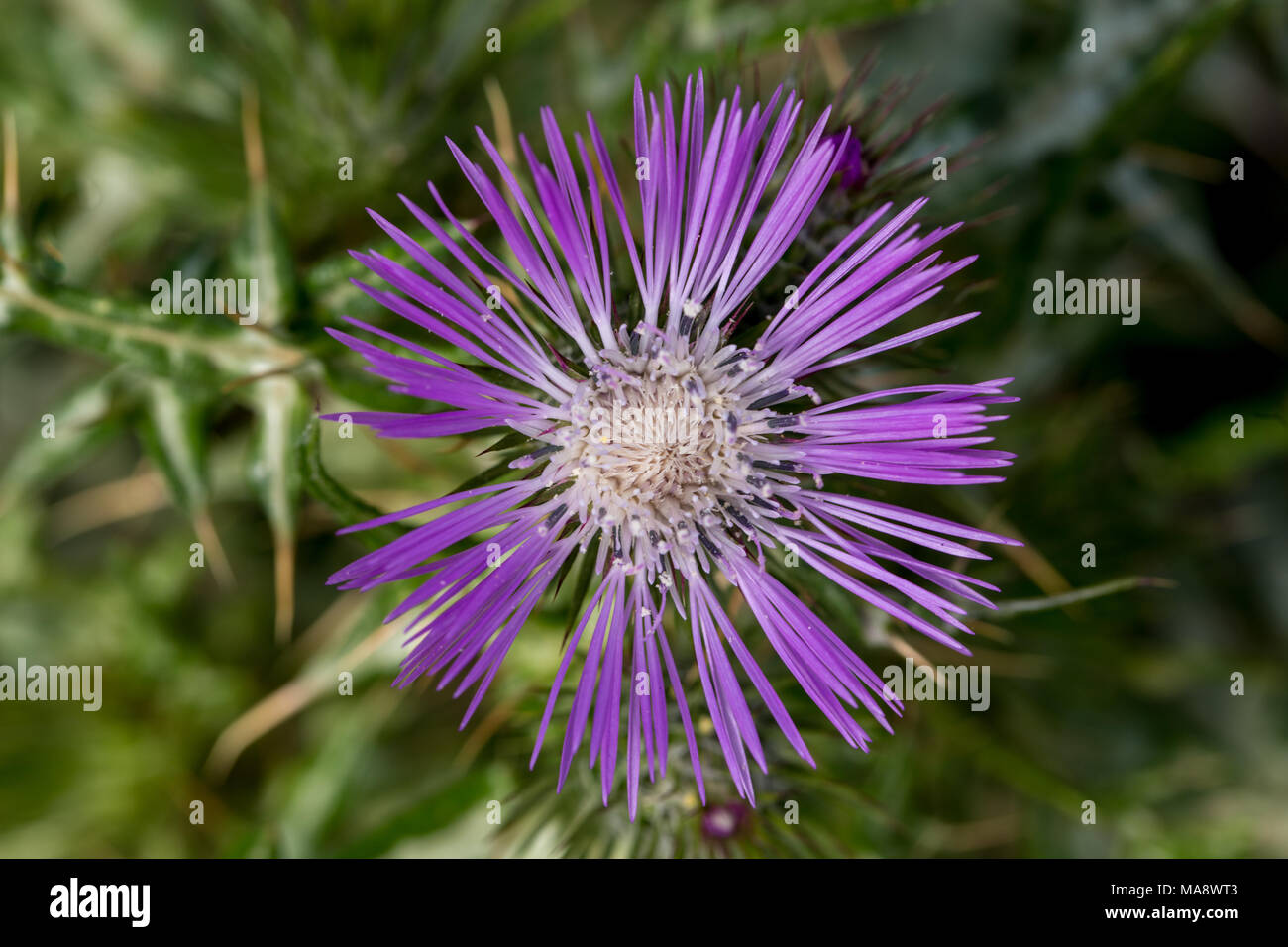 Cretan thistle hi-res stock photography and images - Alamy