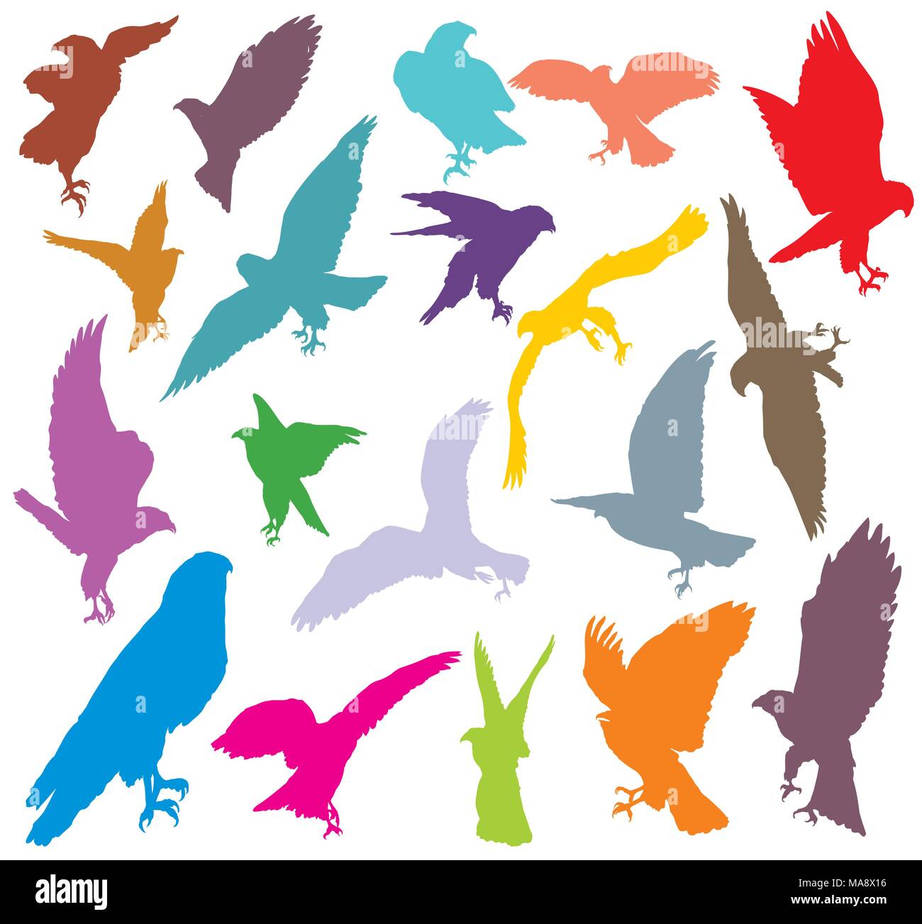 American goshawk hi-res stock photography and images - Alamy