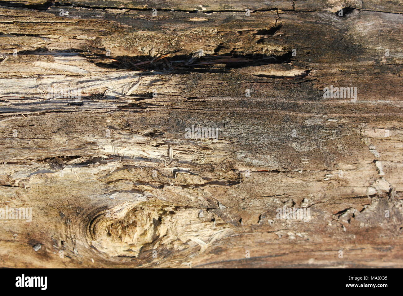 Nice close-up view of rotting wooden log Stock Photo - Alamy
