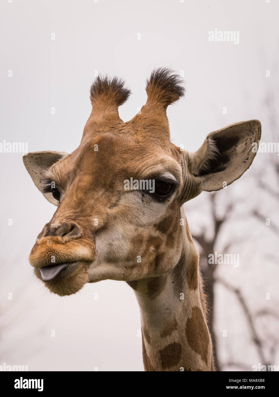 Giraffa genus hi-res stock photography and images - Alamy