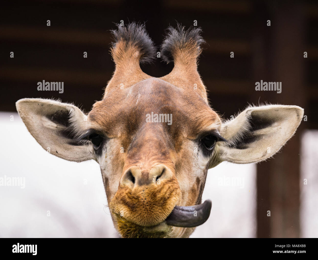 The tallest living terrestrial animals and the largest ruminants hi-res ...