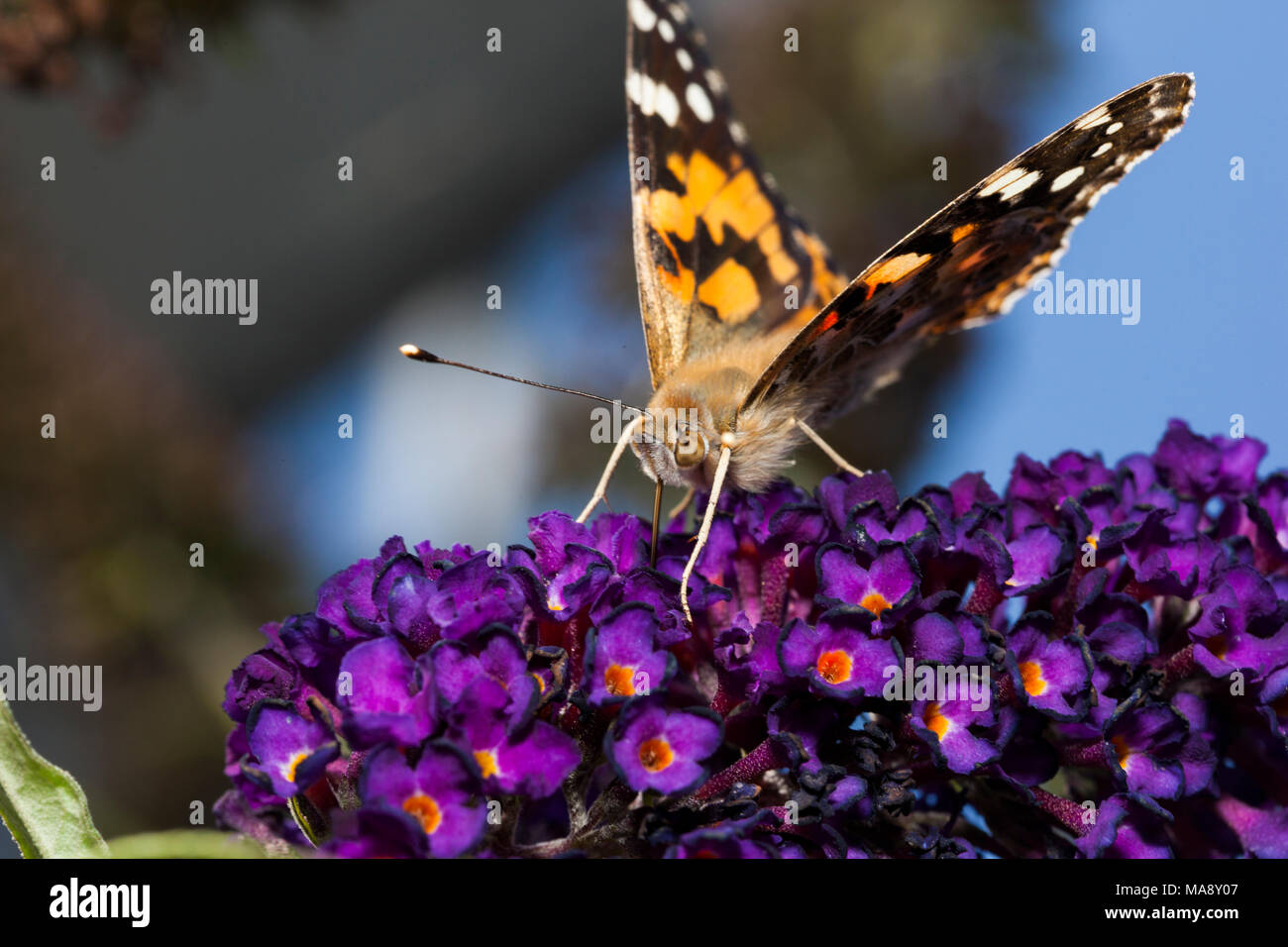English Insects Stock Photos & English Insects Stock Images - Alamy