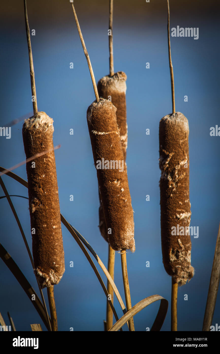 Cattails typha hi-res stock photography and images - Alamy