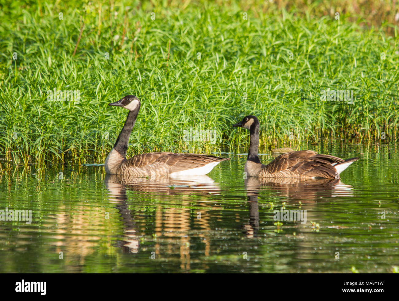 Gander canada hi-res stock photography and images - Alamy