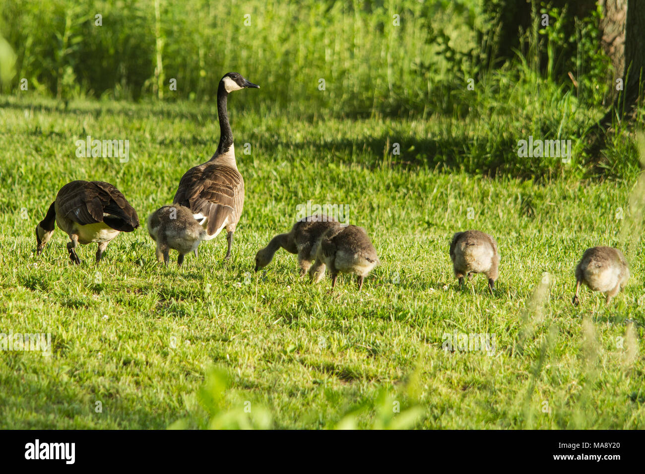 Brood over hi-res stock photography and images - Alamy