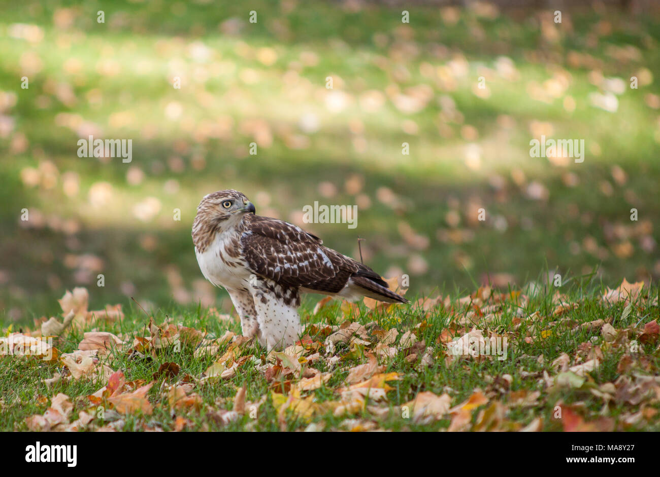 Hawk on the ground hi-res stock photography and images - Alamy