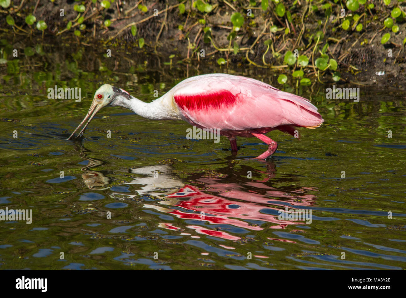 Roseate Spoonbill foraging for food Stock Photo - Alamy