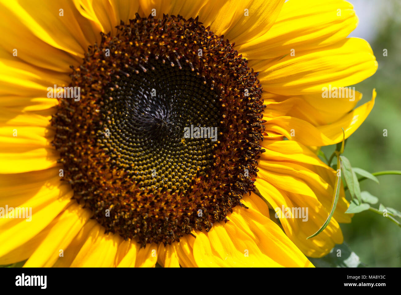 Perfect symmetrical hi-res stock photography and images - Alamy