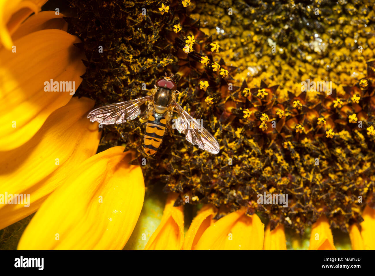 Fruit fly on Sunflower - close up Stock Photo - Alamy