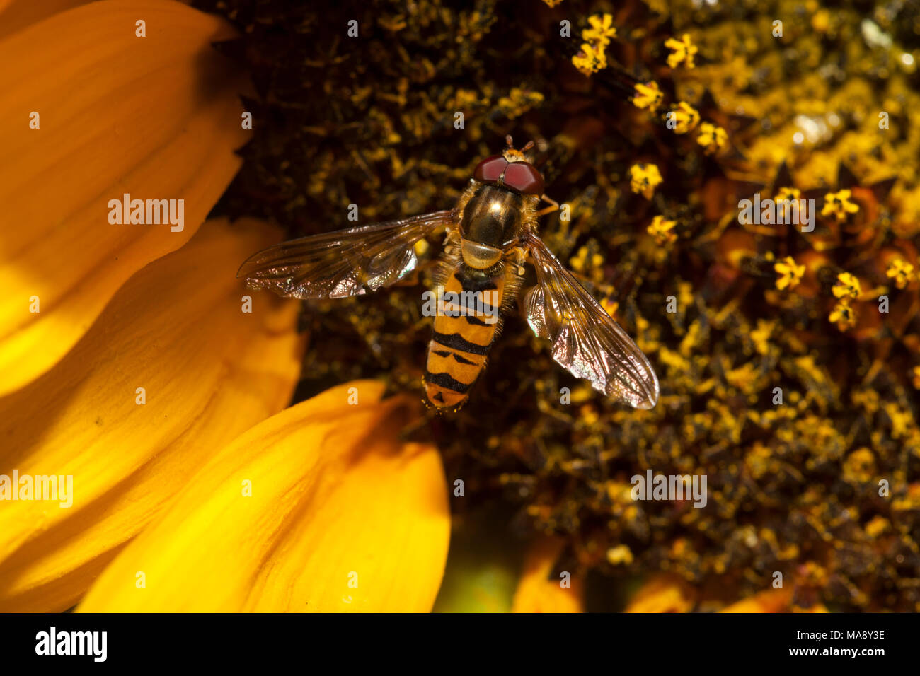 Fruit fly on Sunflower - close up Stock Photo - Alamy