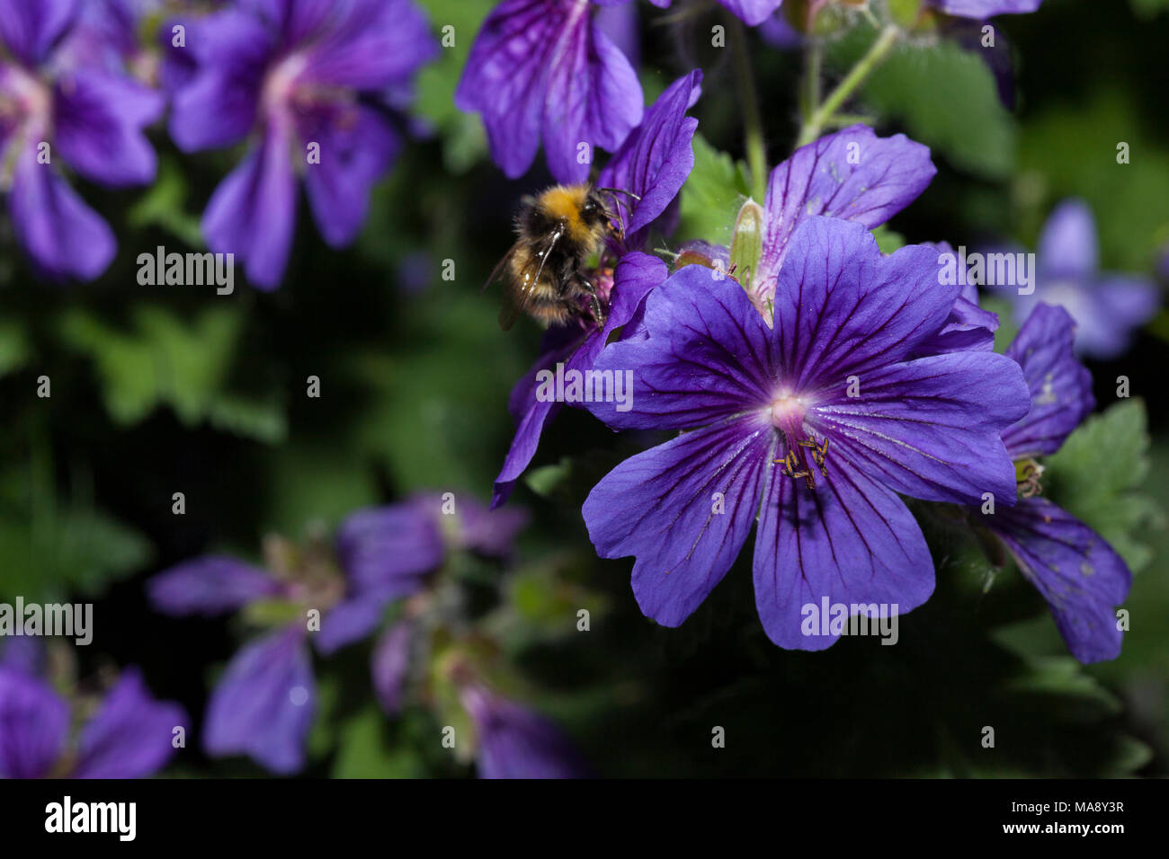 A Bee on its way to a bright purple summer geranium in an English ...