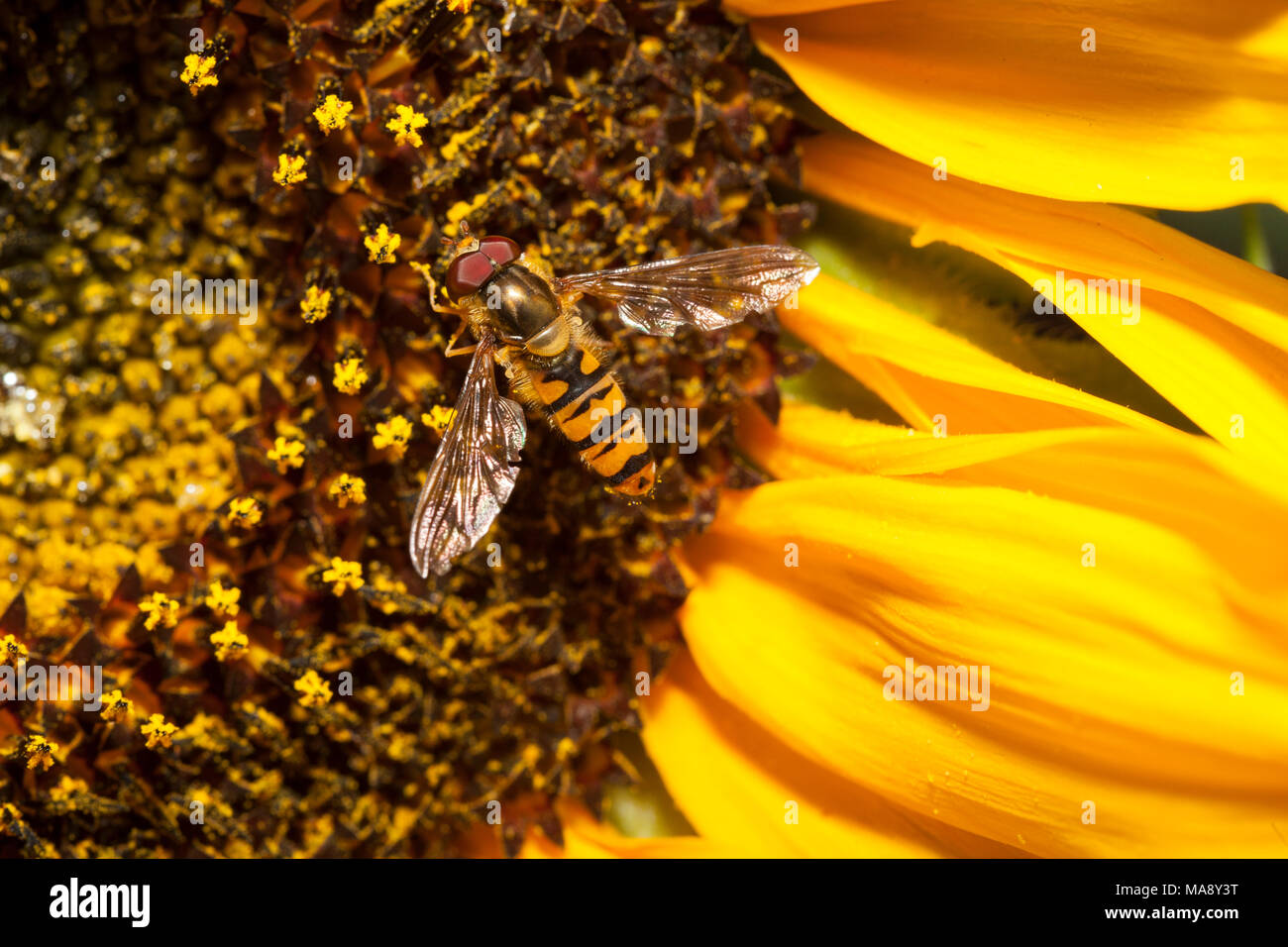 Fruit fly on sunflower hi-res stock photography and images - Alamy