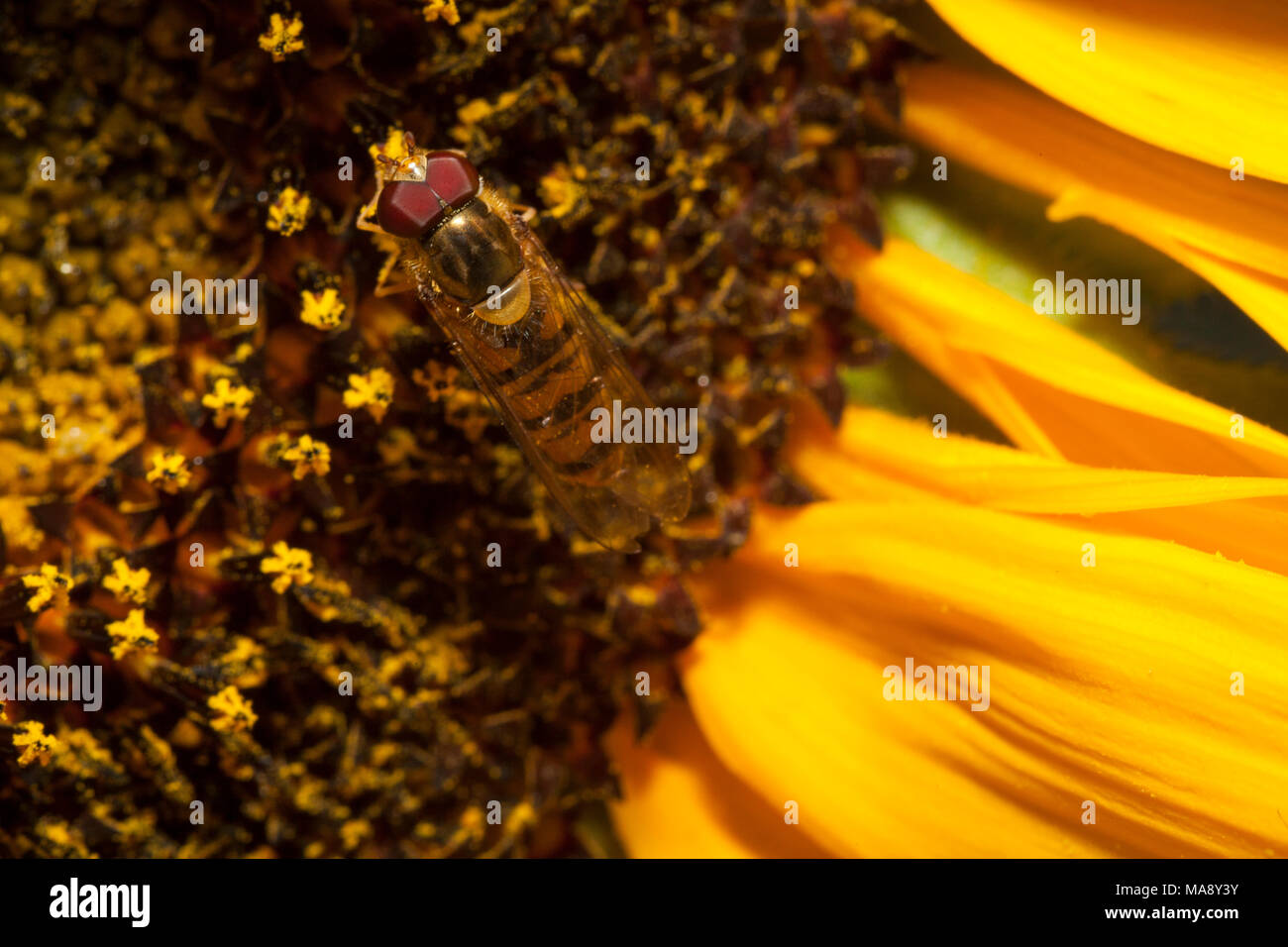 Fruit fly on Sunflower - close up Stock Photo - Alamy