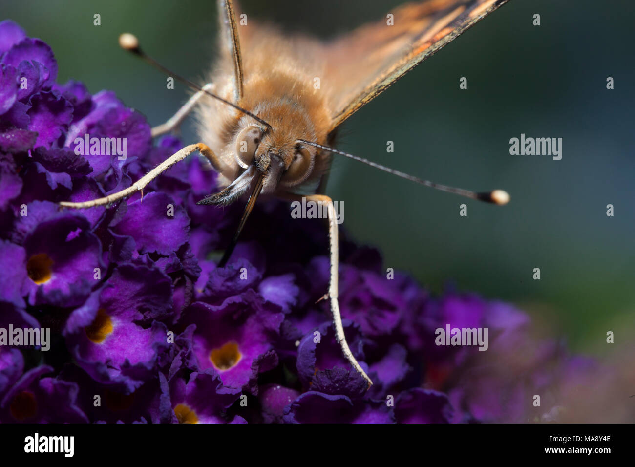 Close up butterfly face hi-res stock photography and images - Alamy