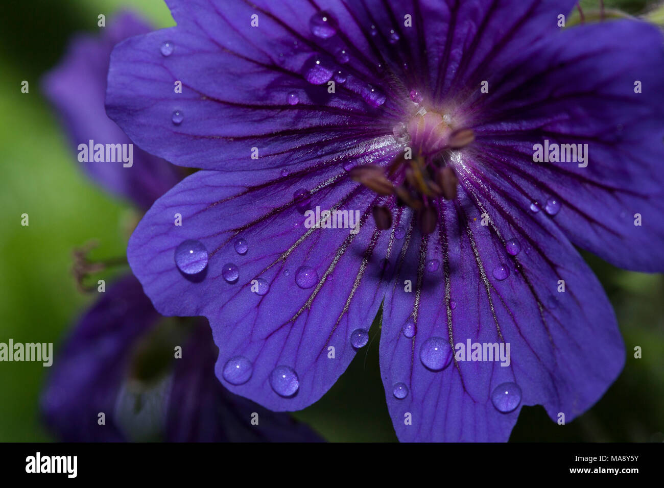 Geraniums garden hi-res stock photography and images - Alamy